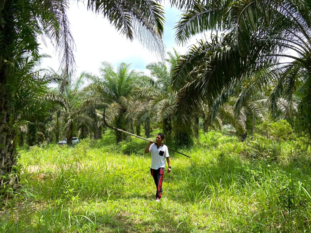 Menjaga Warisan Tak Tertulis Suku Dayak Hibun di Hutan Adat Teringkang ...